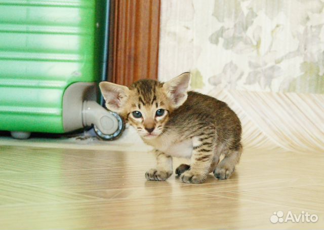 Пятнистый ориентальный котик