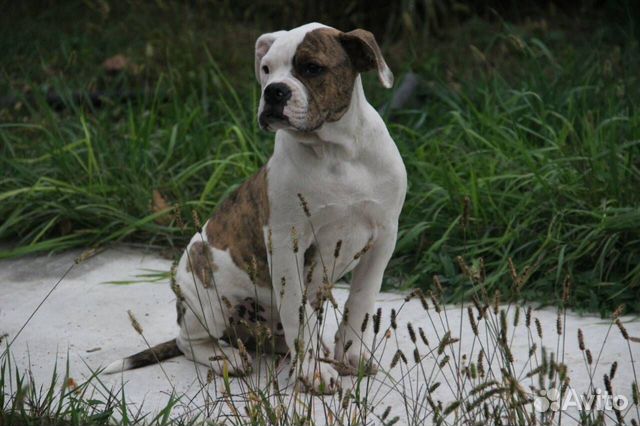 Щенок американского бульдога