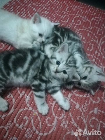 Шотландские котята