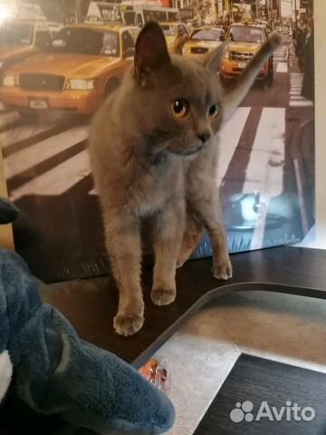Добрый Котик ищет семью