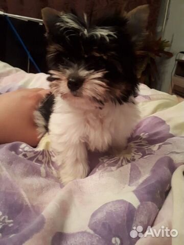 Продается щенок Бивер