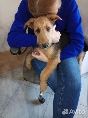 Замечательный щенок ищет любящего хозяина(ку)