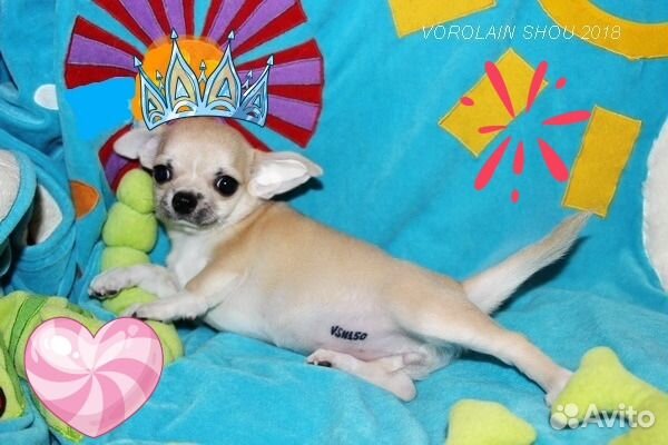 Карамелька девочка г-ш