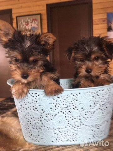 Продам собак Йоркширский терьер mini