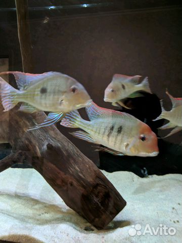 Геофагус красноголовый