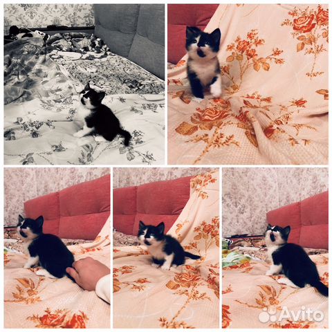 Отдам котят в добрые руки, метро Люблино. Все приу
