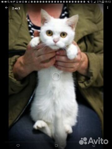 Полупорородная кисонька в дар