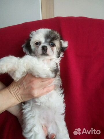 Щенки китайской хохлатой собаки