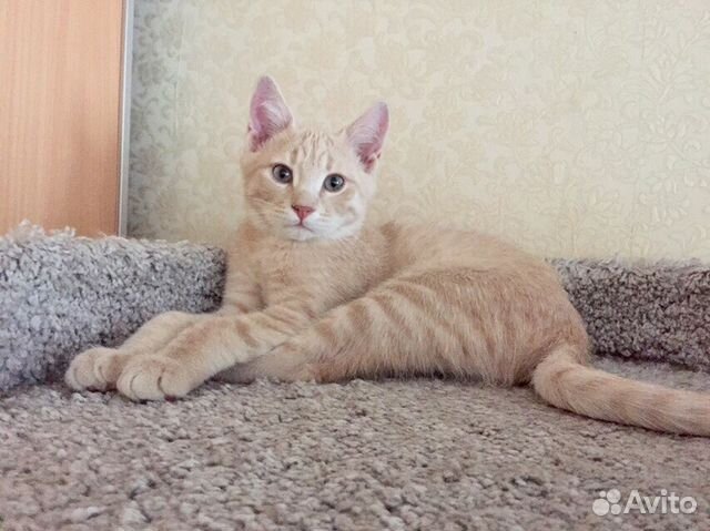 Котенок Робин
