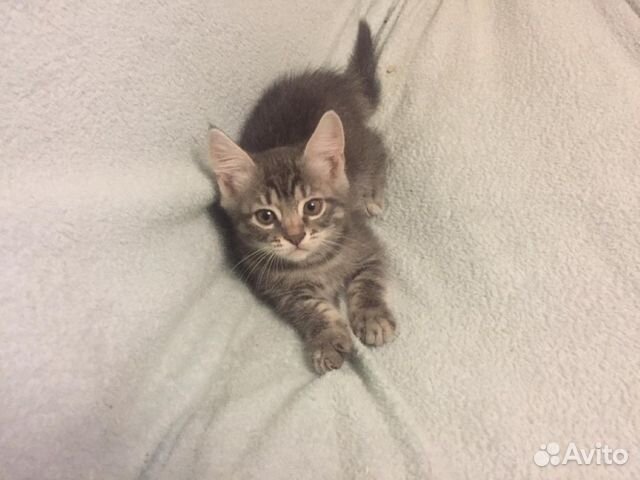 Симпатичный котенок ищет доброго хозяина