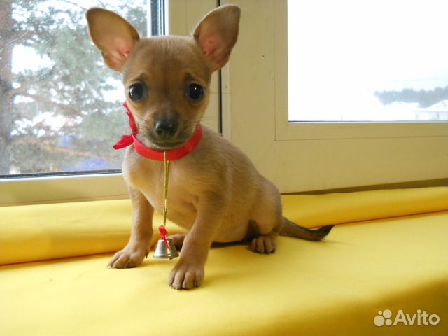 Той-терьерчик мини девочка