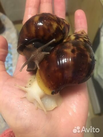 Улитки ахатины