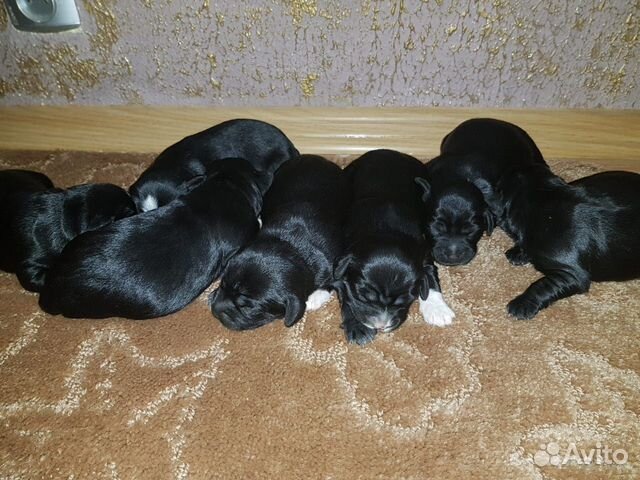 Продаю кутят русского спаниеля