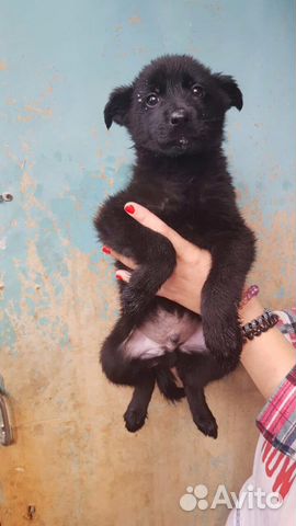 Щенок ждёт своего хозяина