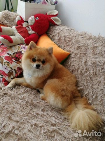 Шпиц для случки