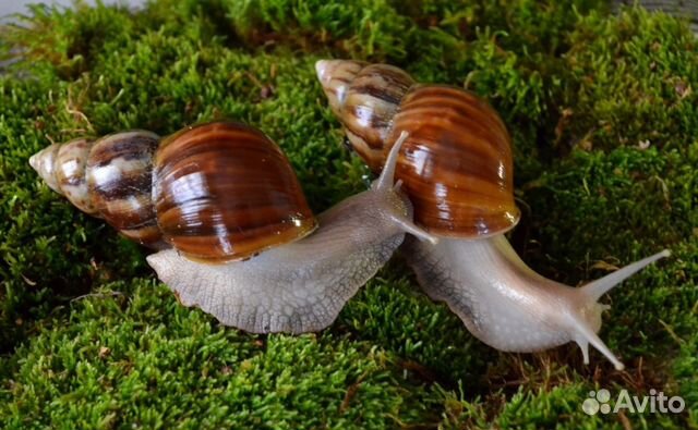 Улитка Ахатина