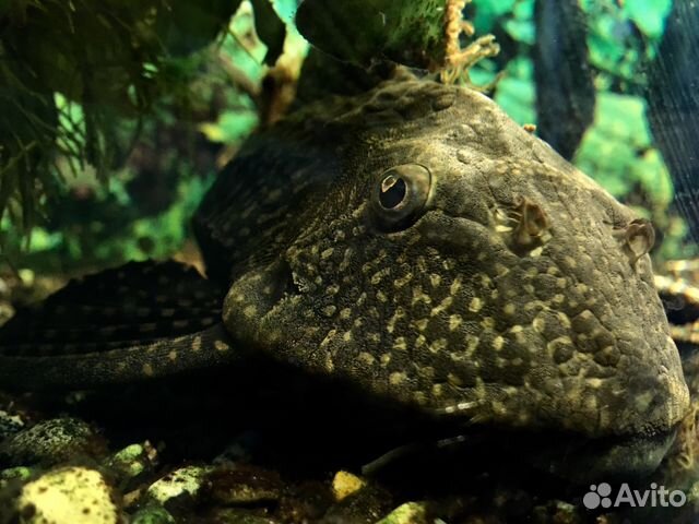 Два аквариума с приданым