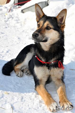 Мышка ищет дом