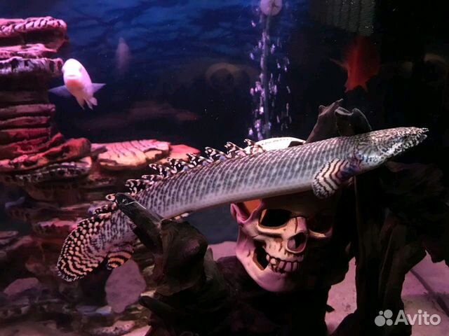 Полиптерус-орнатипинис