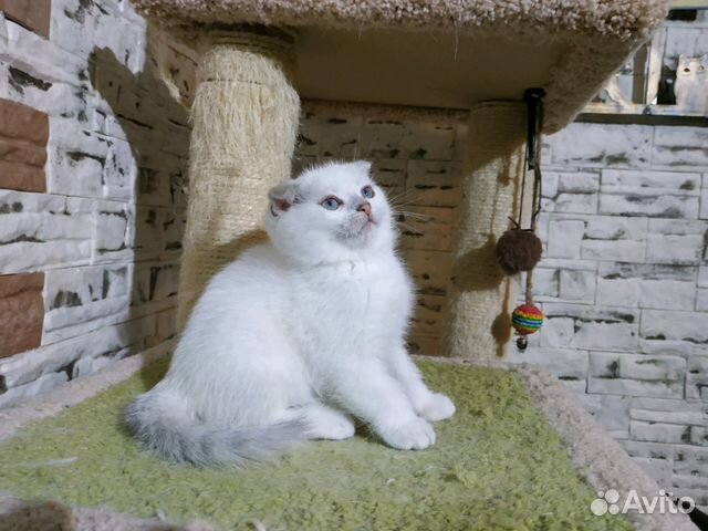 Вислоухий котик