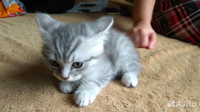 Продам котёнка шотландской породы