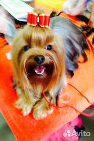 Йоркширский терьер