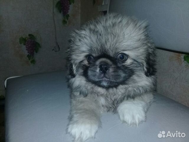 Продается щенок пекинеса