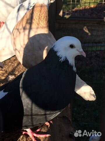 Голуби -Гривуны