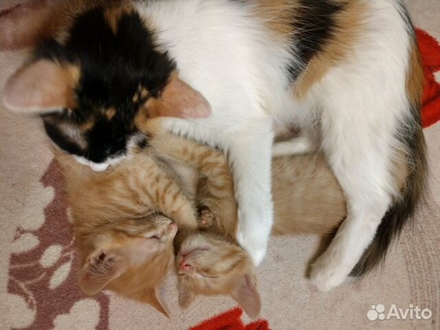 Братики ишут дом