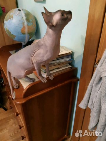 Канадский сфинкс