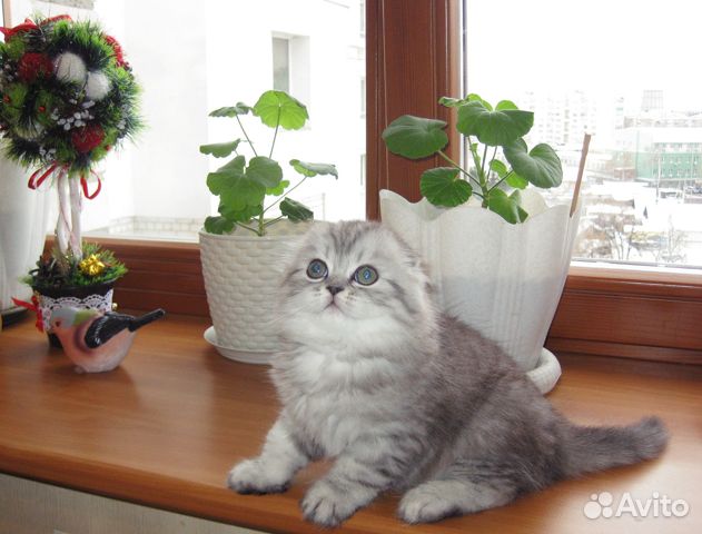 Котик Эшли