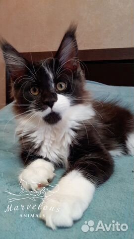 Кот - джентельмен