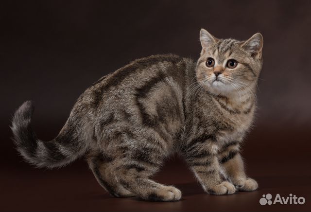 Предлагаю кошечку