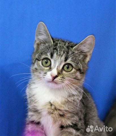 Очаровательная Пуффи