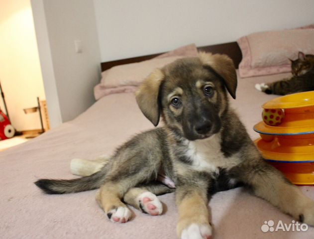 Щеночек Мартин