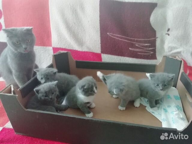 Шотландские котята