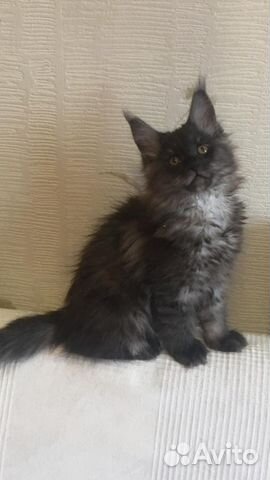 Котёнок чистокровный Мейн-кун 2,5 месяца