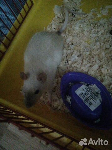 Крыса декоративная