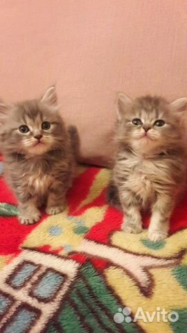 Котята