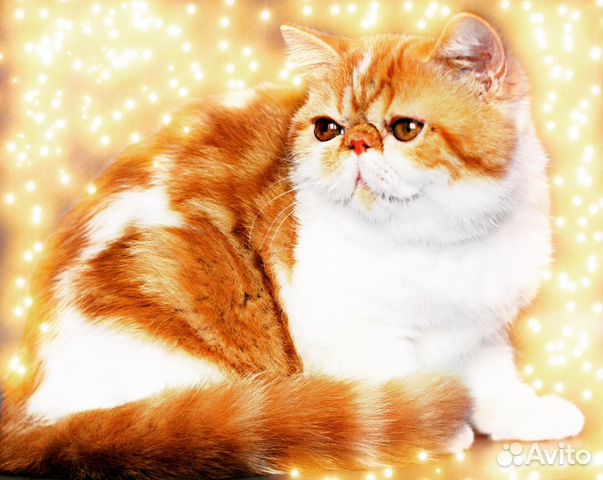 Экзотическая Девочка лапочка