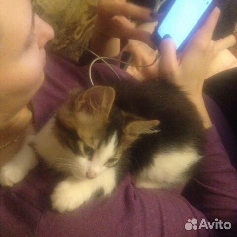 Котик мейкун+ дворянин