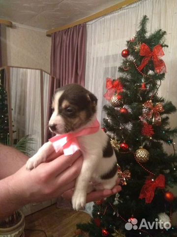 Щенятки в добрые руки