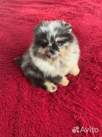 Шпиц - кобель мерле