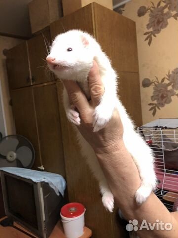 Хорек