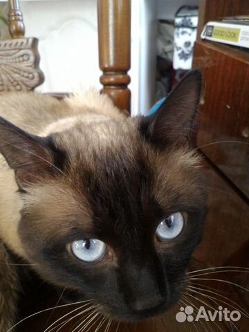 Сиамский кот вязка