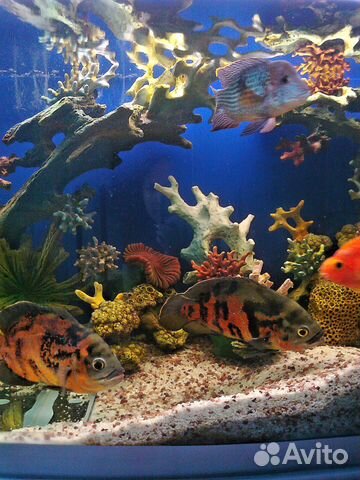 Продажа аквариума 700 л