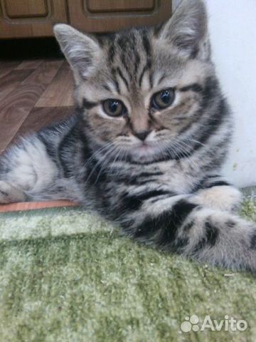 Шотланские котята