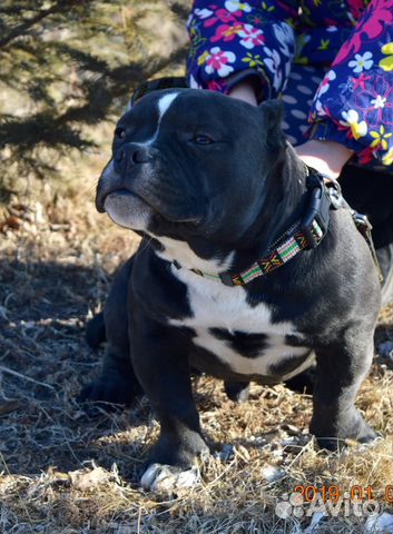 Американ булли