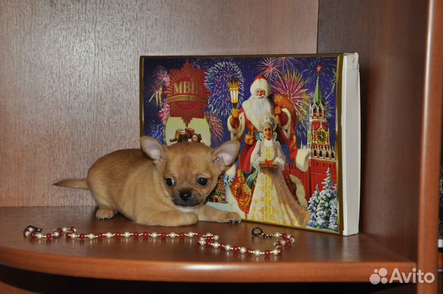 Солнышко в лодошках