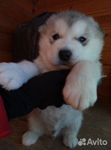 Продам 2 шенка маламута